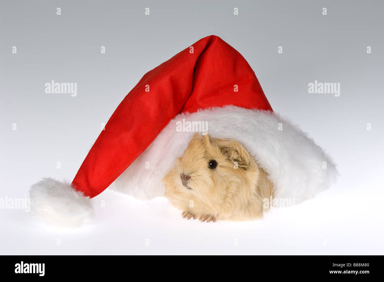 Angora guinea pig hi-res stock photography and images - Alamy