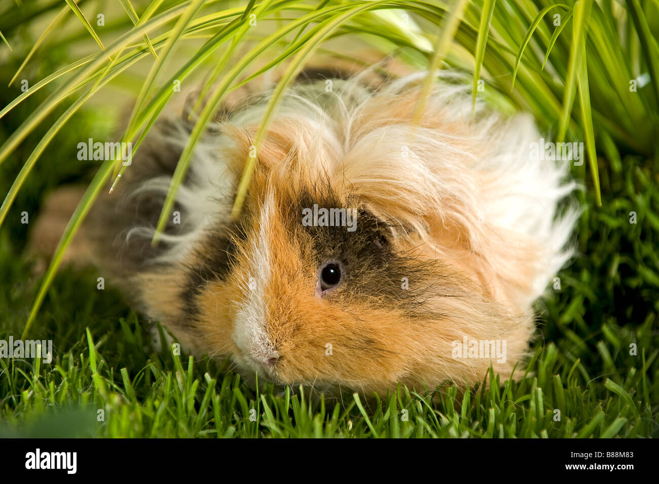 Lunkarya guinea pig on meadow Stock Photo - Alamy