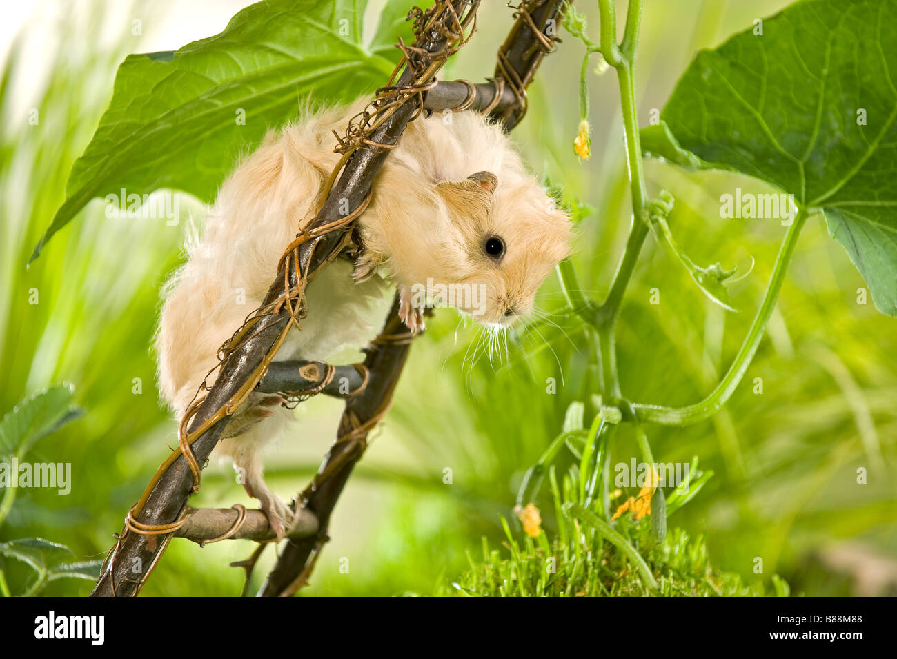 Angora guinea pig hi-res stock photography and images - Alamy