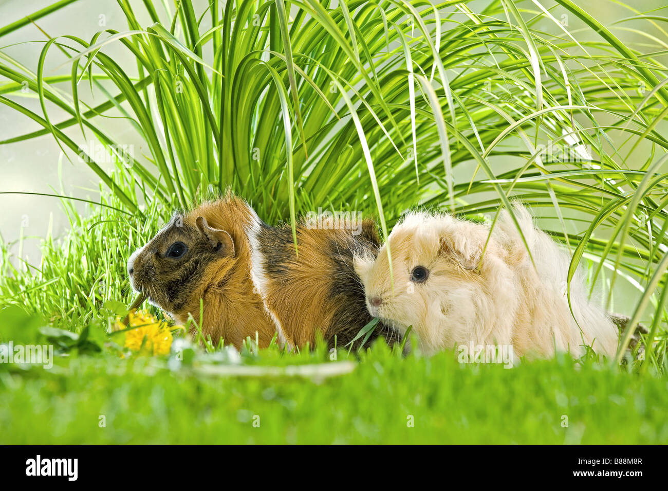 young Angora guinea pig and young Rosette guinea pig Stock Photo - Alamy