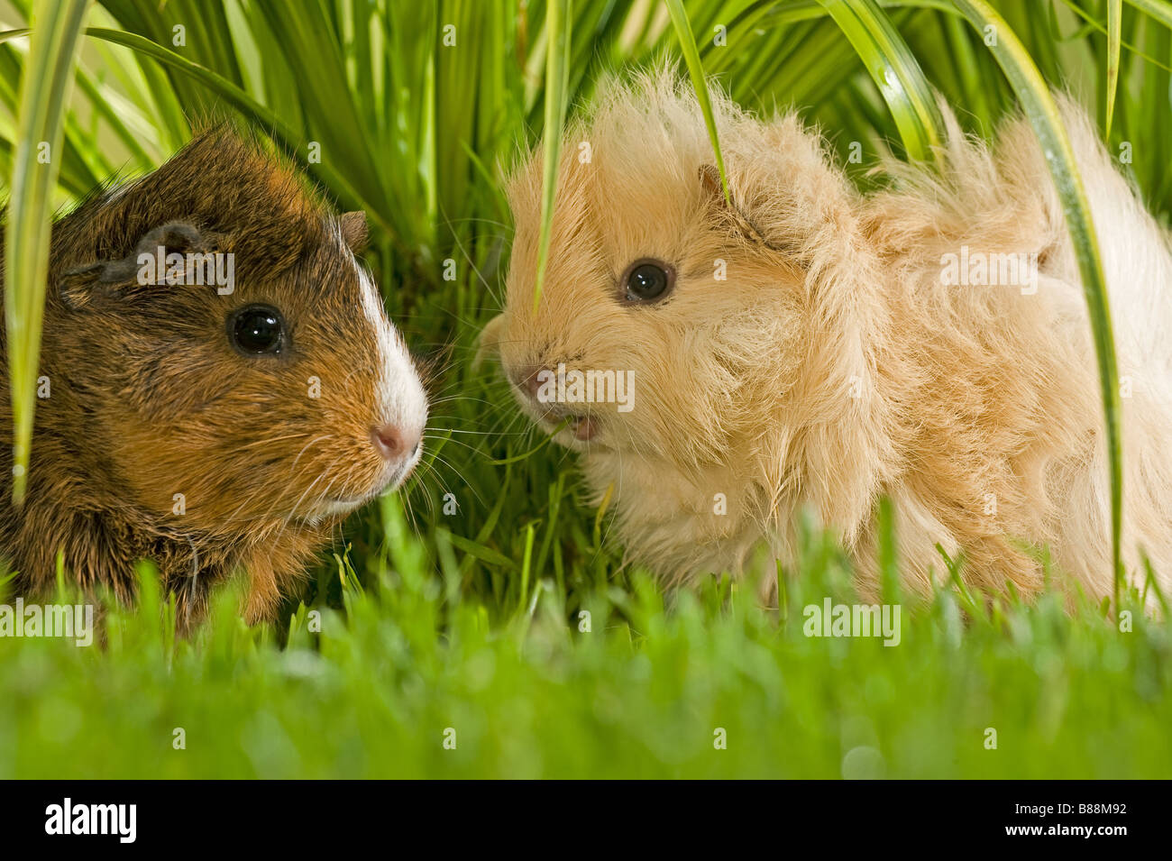 young Angora guinea pig and young Rosette guinea pig Stock Photo - Alamy