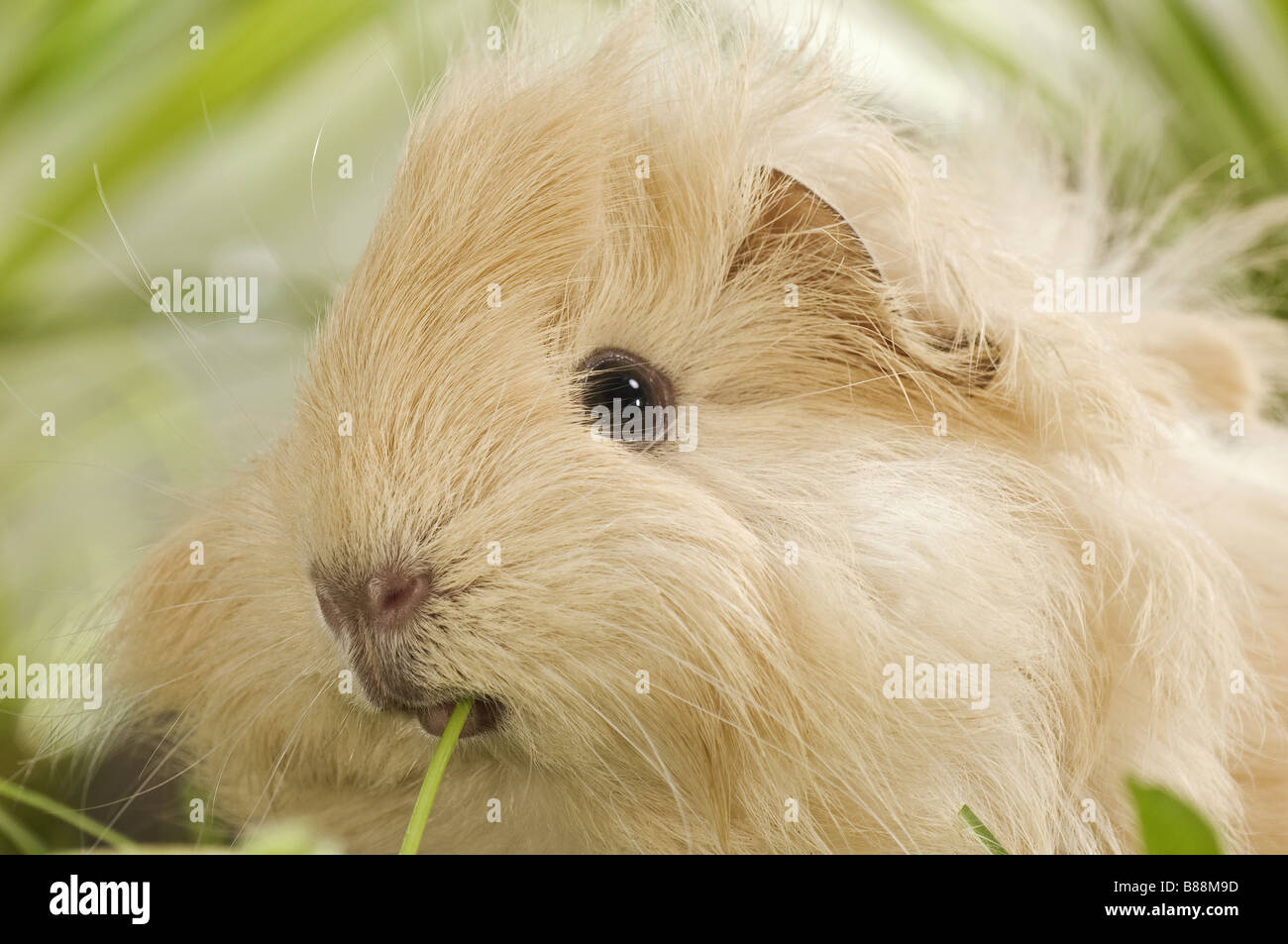 Angora guinea pig hi-res stock photography and images - Alamy