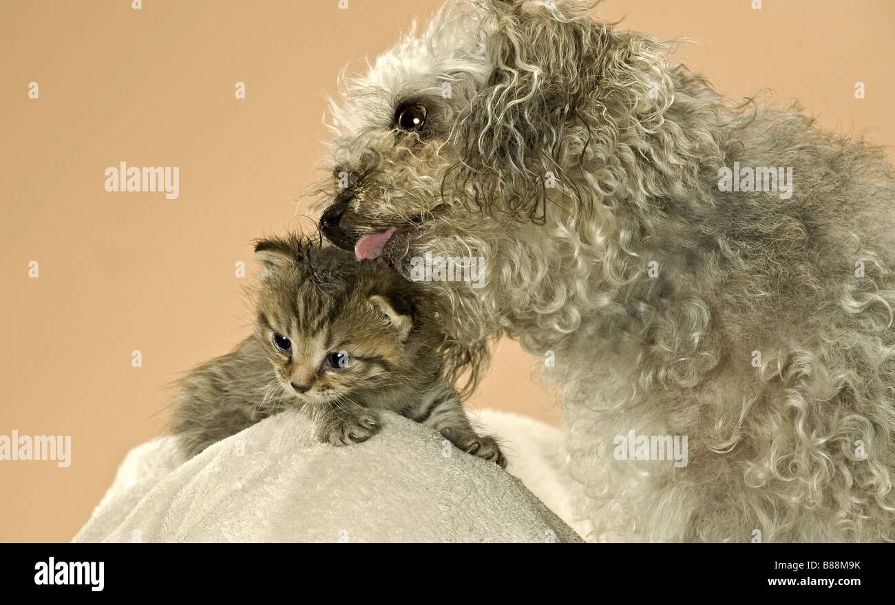Dogs preening hi-res stock photography and images - Alamy