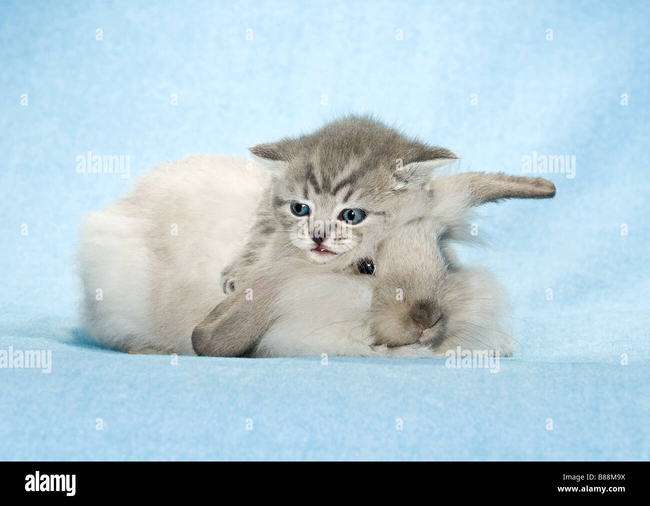 animal friendship : dwarf rabbit and kitten Stock Photo - Alamy