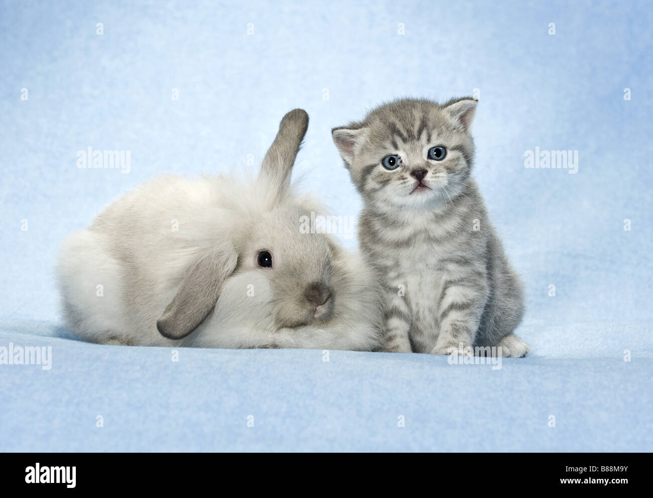 Kitten And Rabbit Stock Photos & Kitten And Rabbit Stock Images - Alamy