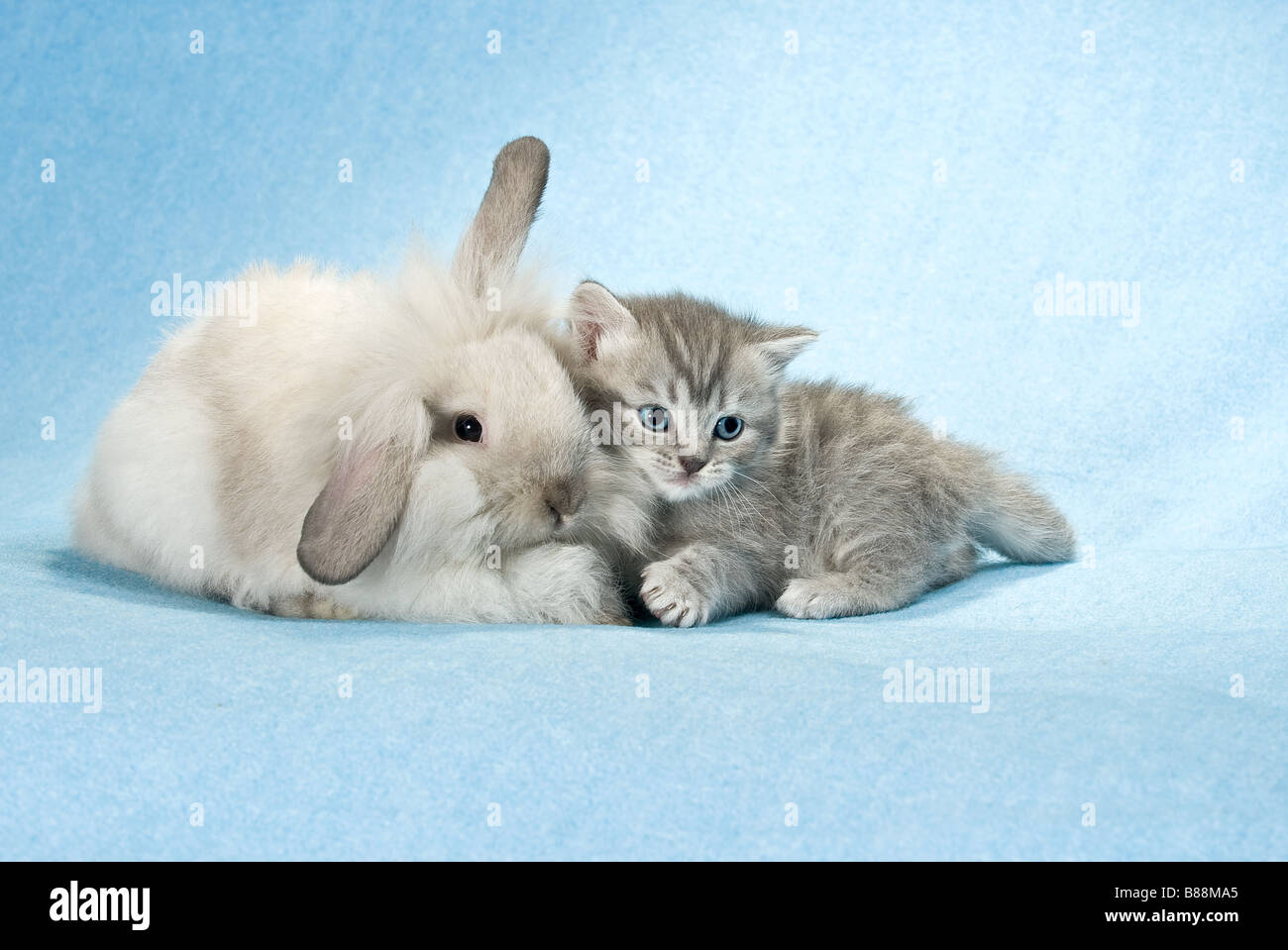 animal friendship : dwarf rabbit and kitten Stock Photo - Alamy