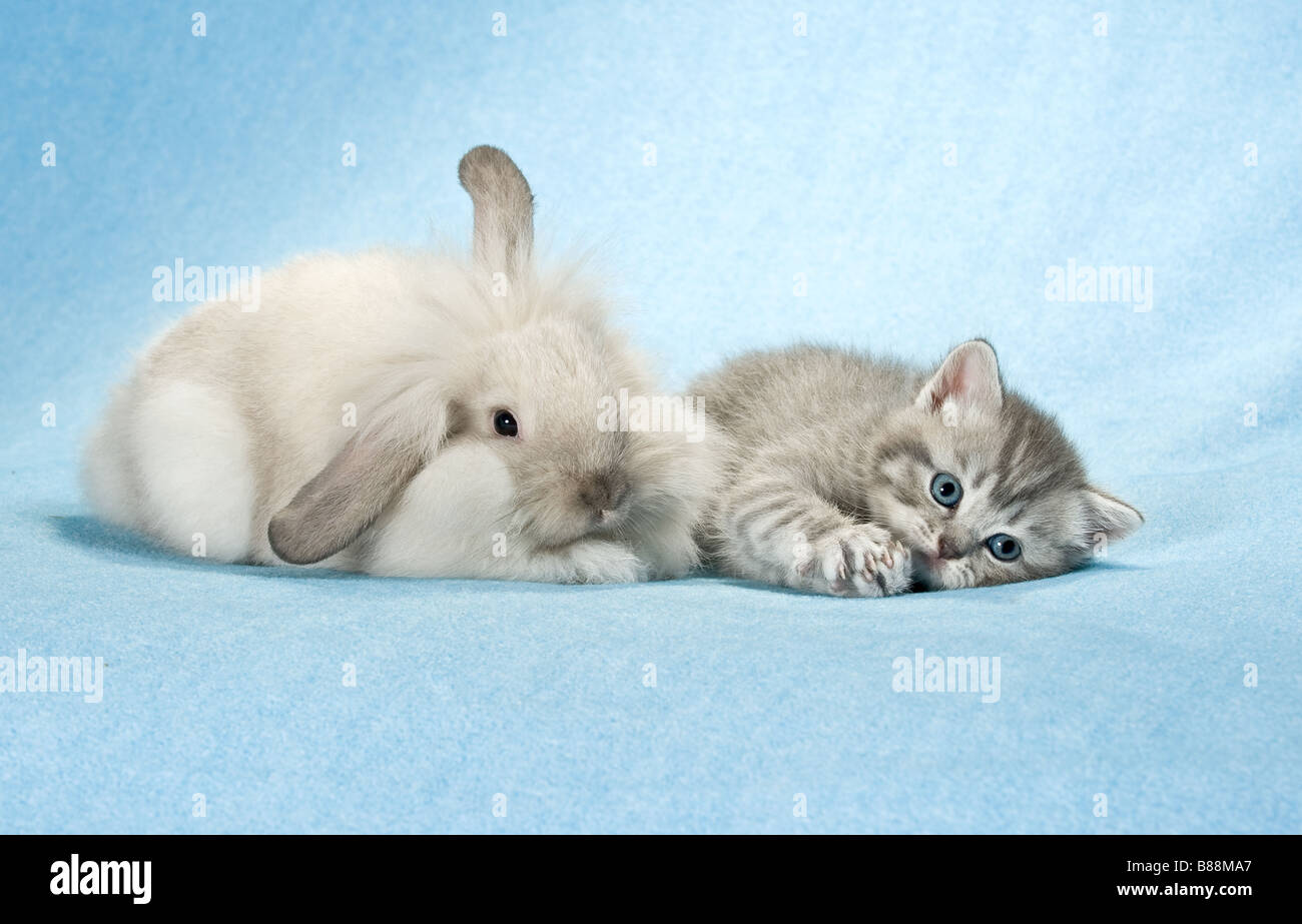 animal friendship : dwarf rabbit and kitten Stock Photo - Alamy