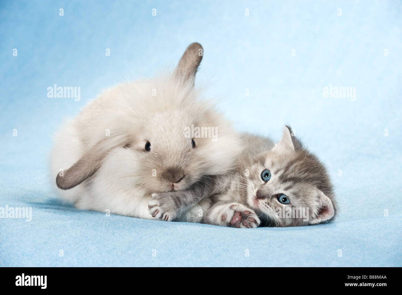animal friendship : dwarf rabbit and kitten Stock Photo - Alamy