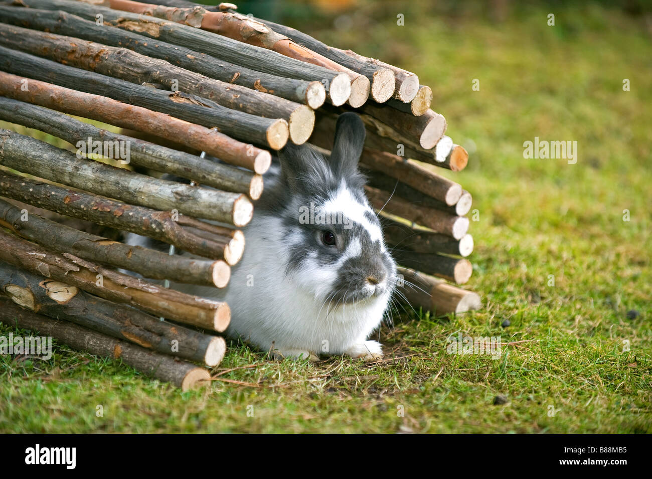 Domestic rabbit. An adult rabbit under a bridge made of willow twigs ...