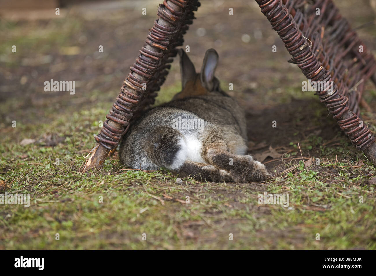 Pygmy rabbit resting under a shady willow canopy Stock Photo - Alamy