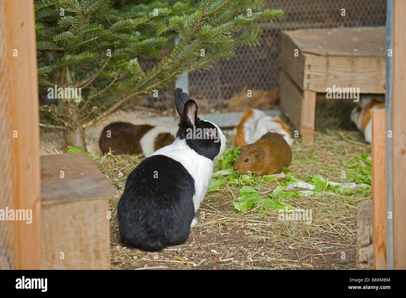 dutch dwarf rabbit and guinea pigs Stock Photo - Alamy