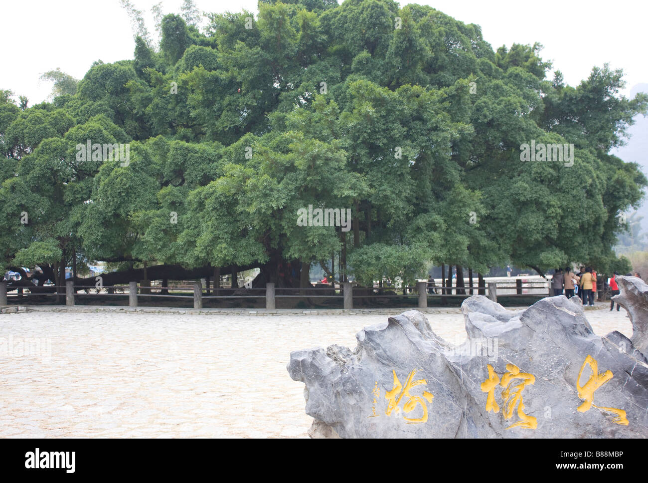 The Banyan Tree Park at Yangshuo China Stock Photo - Alamy