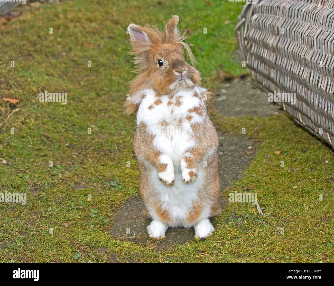 Lion standing hind legs hi-res stock photography and images - Alamy