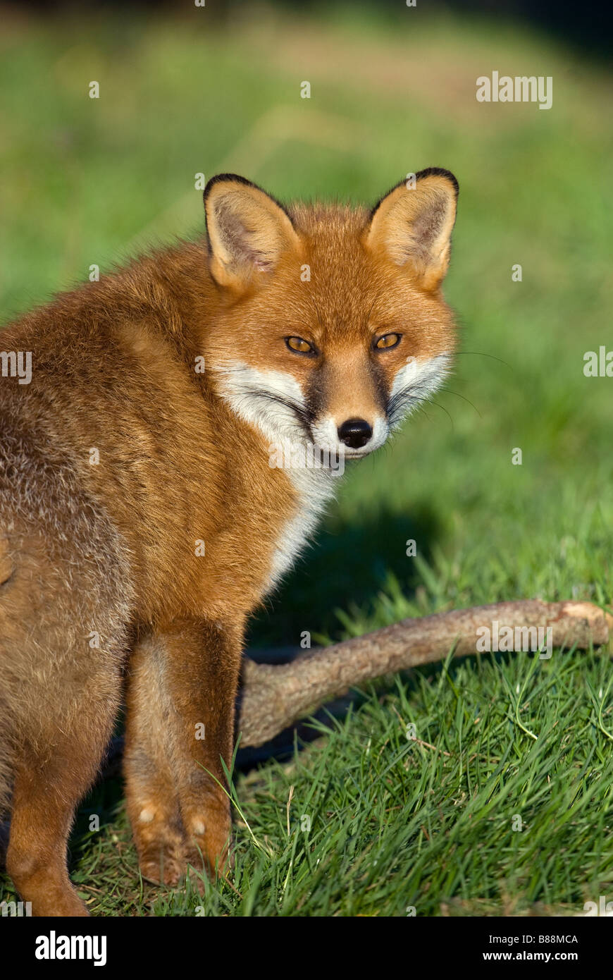 Red Fox looking back over shoulder at camera Stock Photo - Alamy