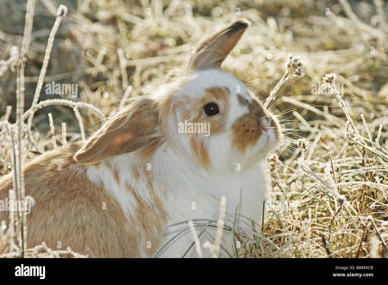 dwarf rabbit on meadow with hoarfrost Stock Photo - Alamy