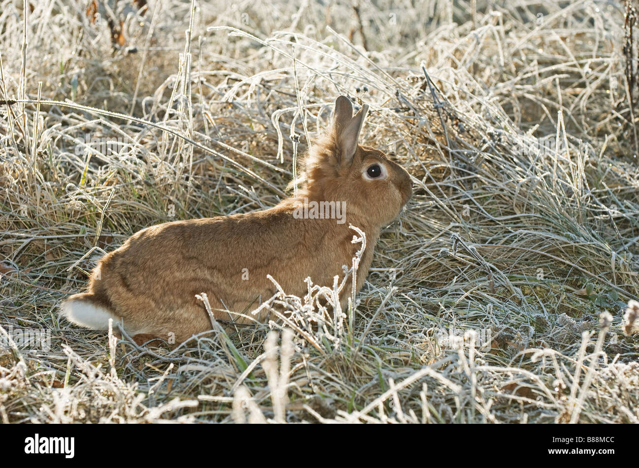 Foreign pet hi-res stock photography and images - Alamy