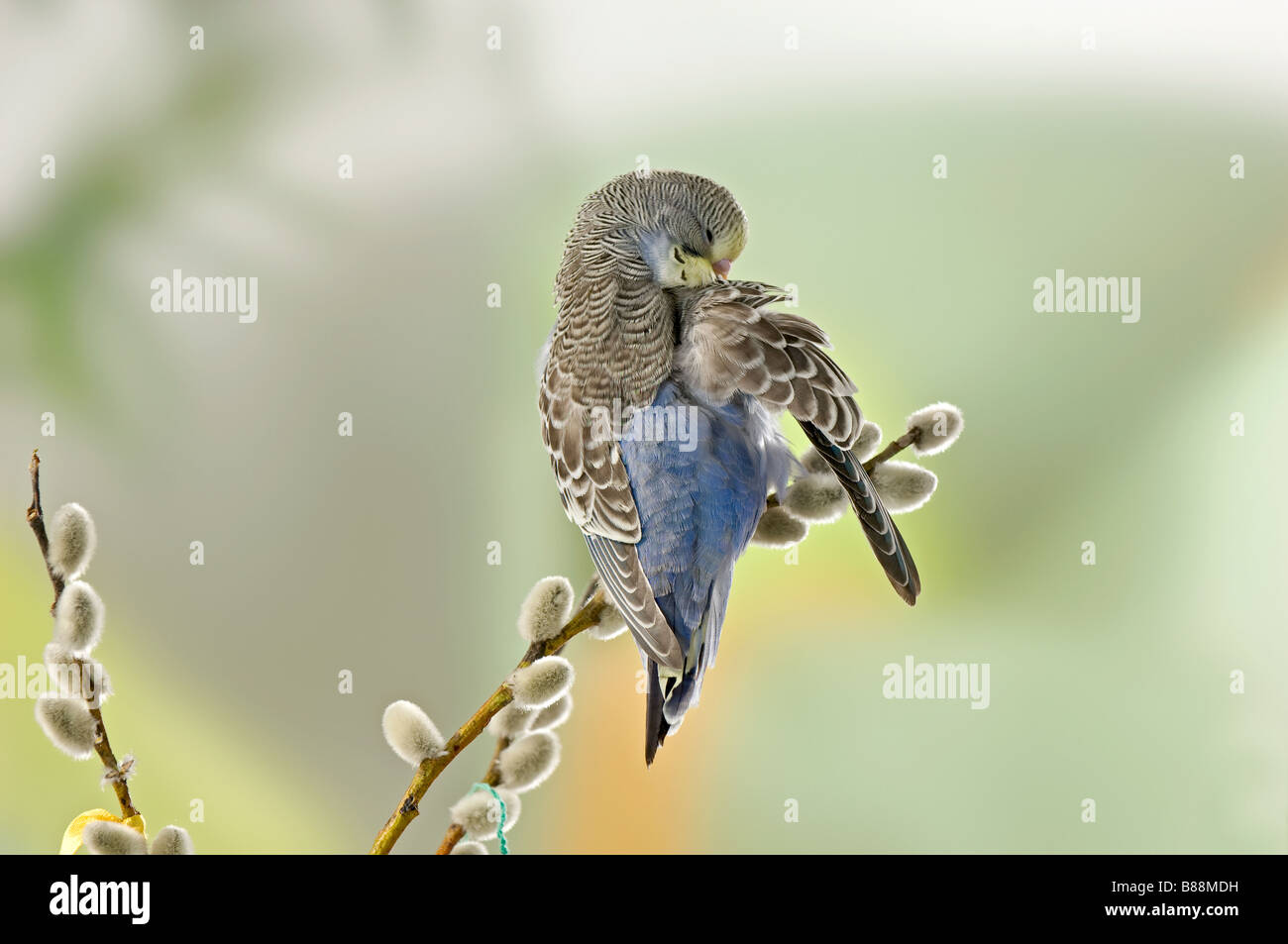 Parakeets grooming hi-res stock photography and images - Alamy