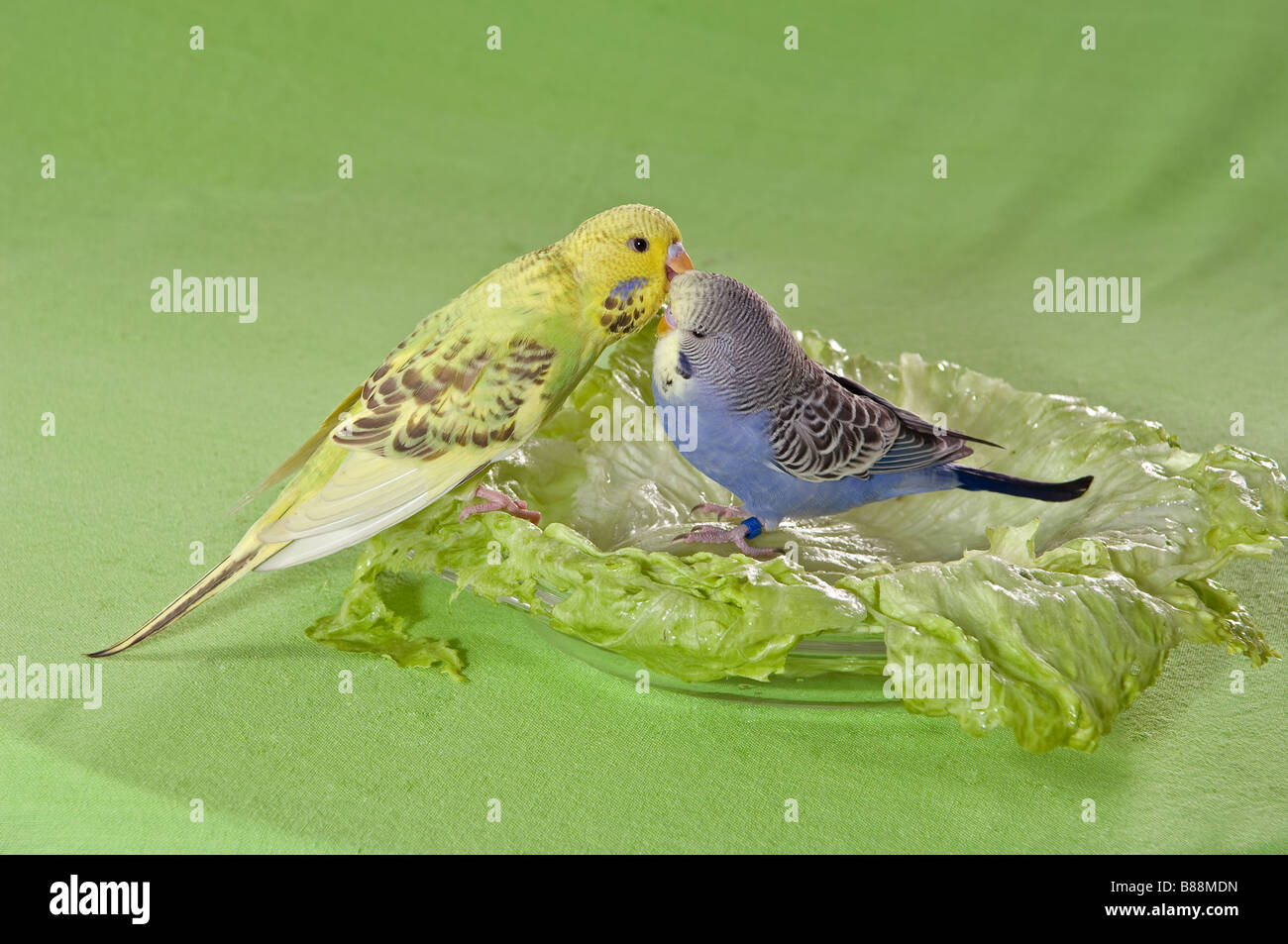 Parakeet bird salad hi-res stock photography and images - Alamy