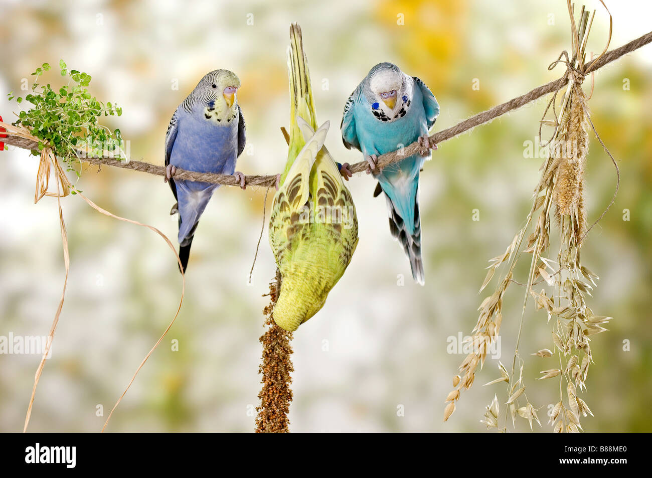 Budgerigar melopsittacus undulatus group hi-res stock photography and ...