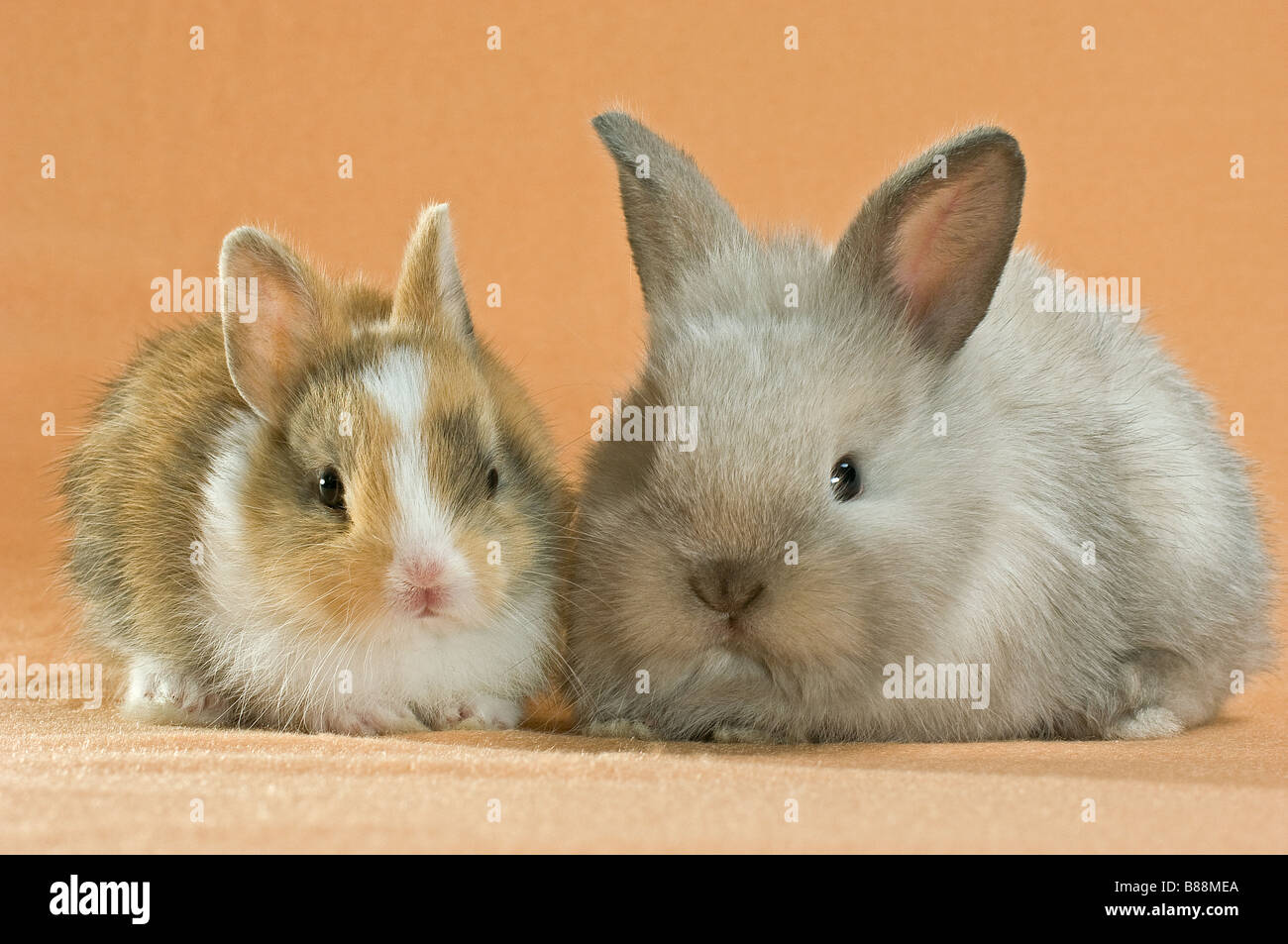two young dwarf rabbits Stock Photo - Alamy