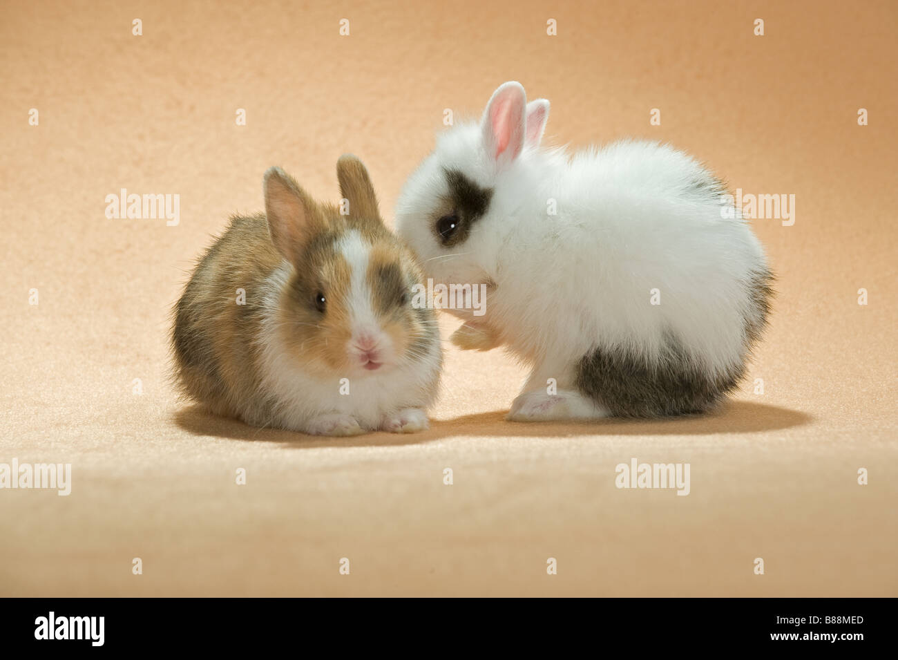 two young dwarf rabbits Stock Photo - Alamy