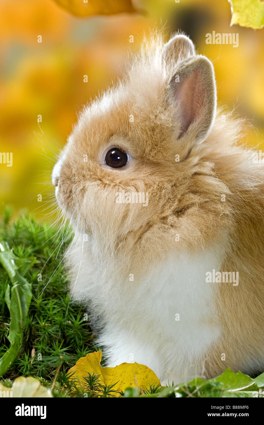 lion-headed dwarf rabbit - portrait Stock Photo - Alamy