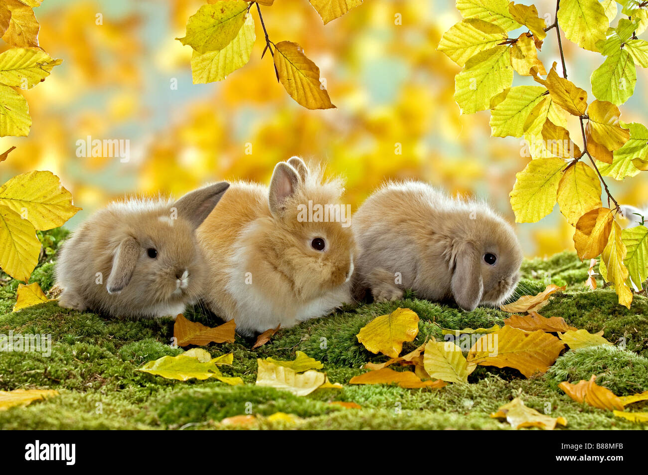 three dwarf rabbits on moss Stock Photo - Alamy