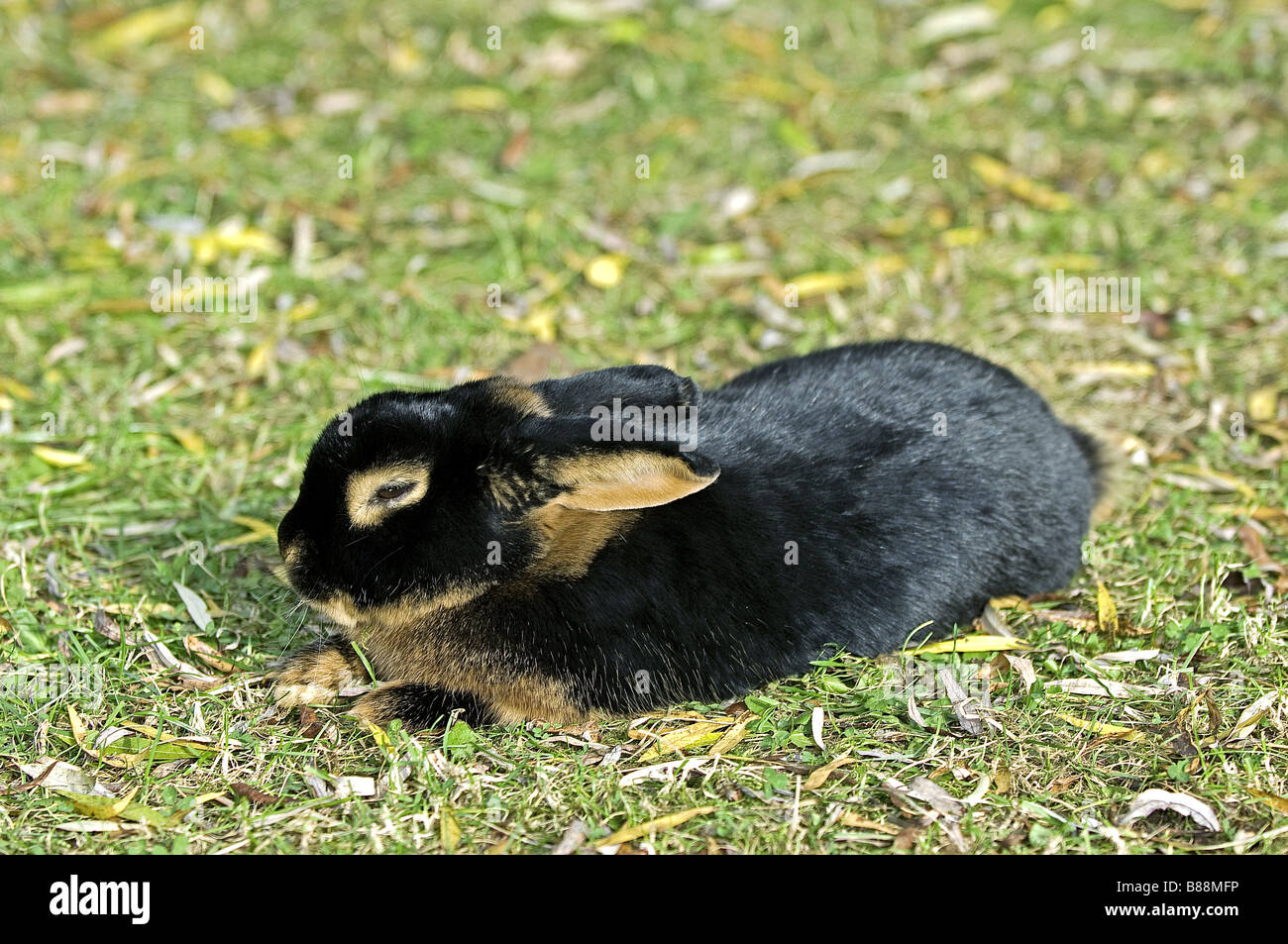 dwarf rabbit on meadow Stock Photo - Alamy