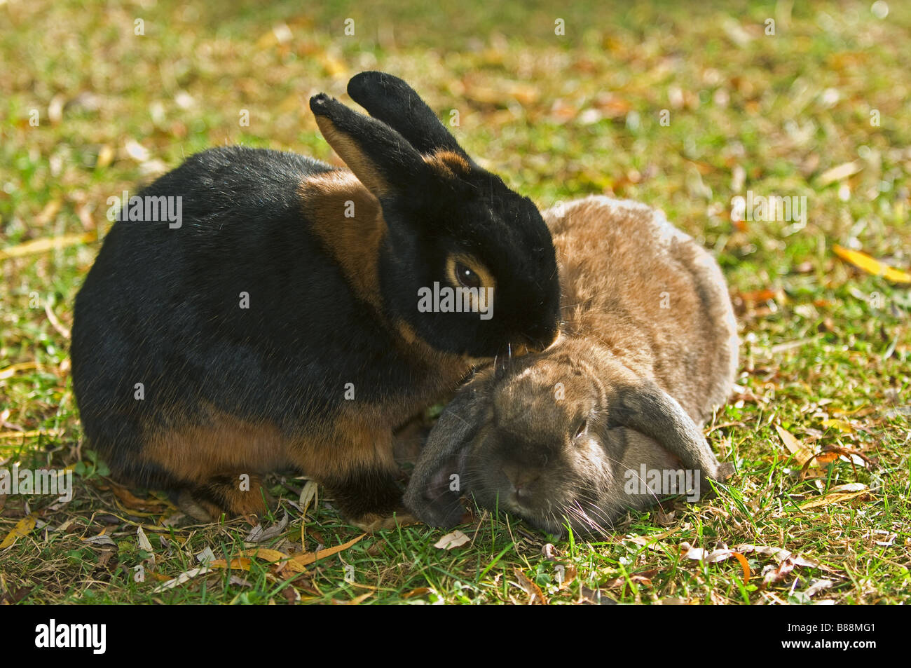 dwarf rabbit preening lop-eared dwarf rabbit Stock Photo - Alamy