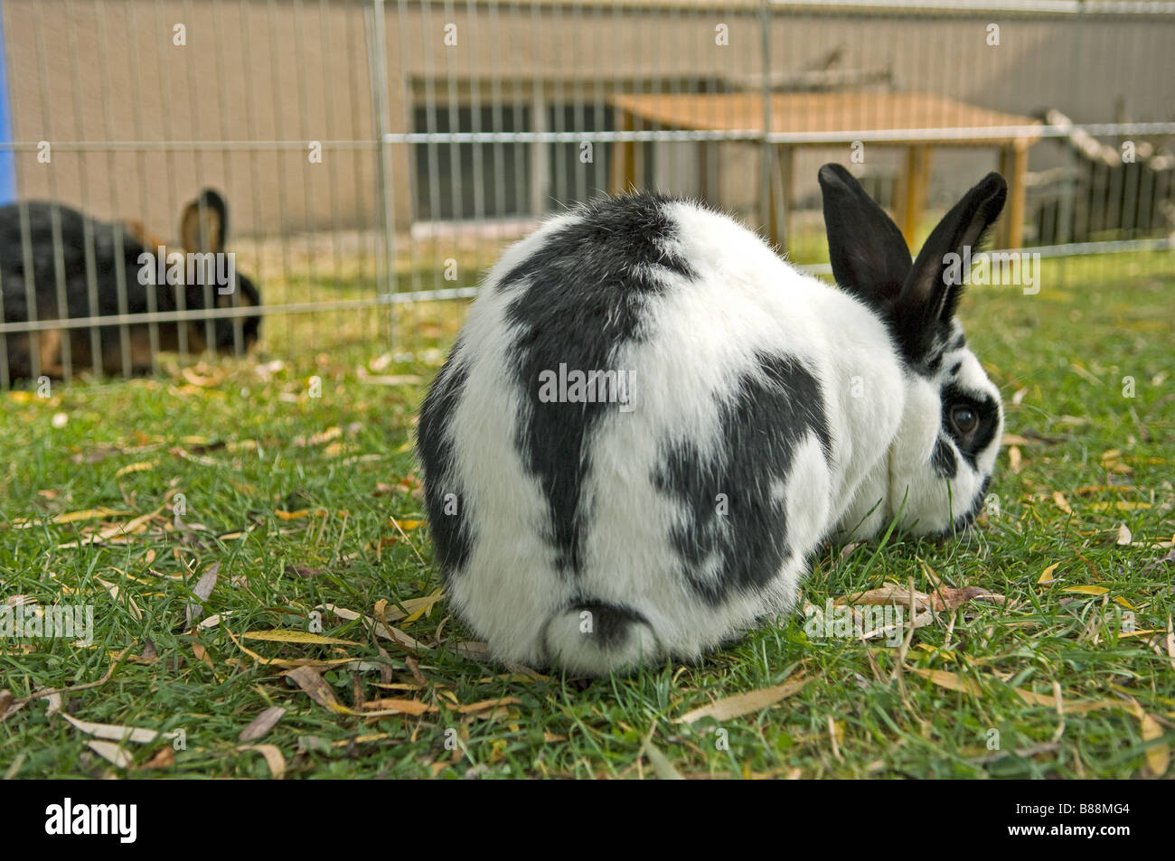 rabbit on meadow Stock Photo - Alamy