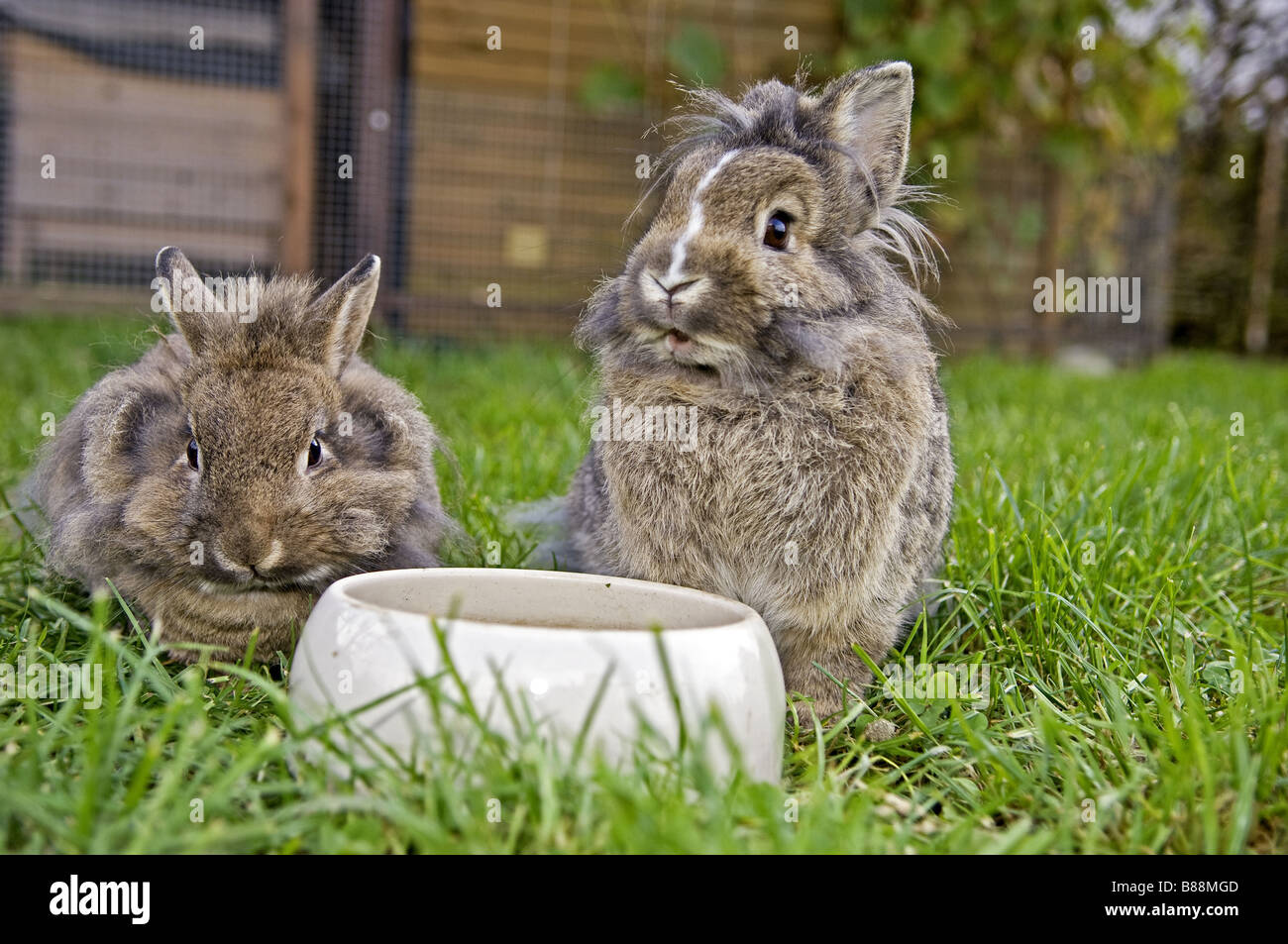 two lion-headed dwarf rabbit at feeding bowl Stock Photo - Alamy
