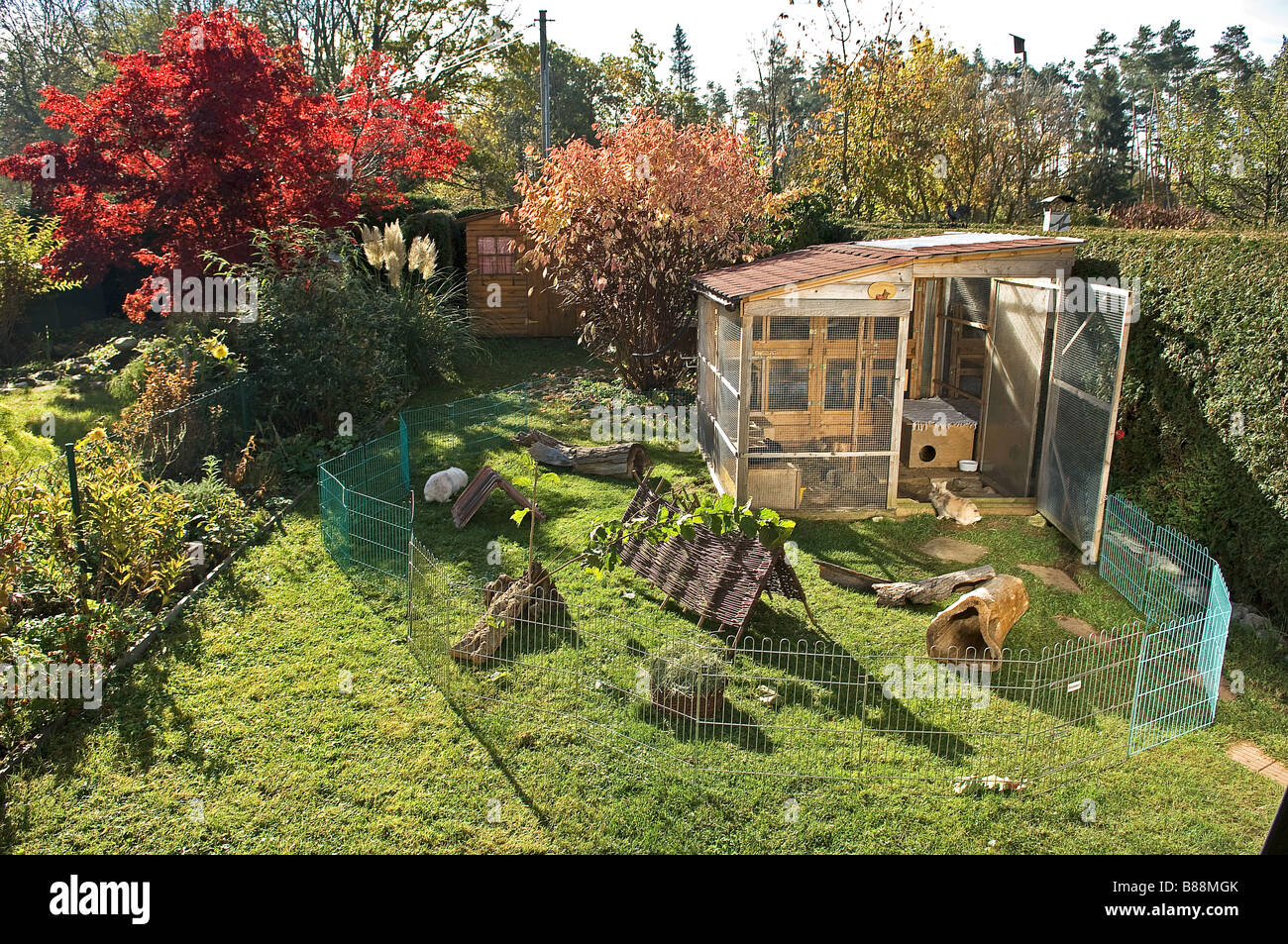 rabbits in outdoor enclosure Stock Photo - Alamy