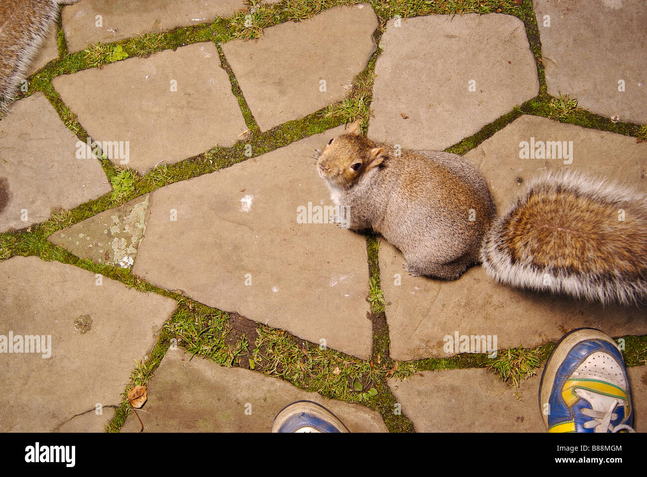 Squirrel begging for food Stock Photo - Alamy