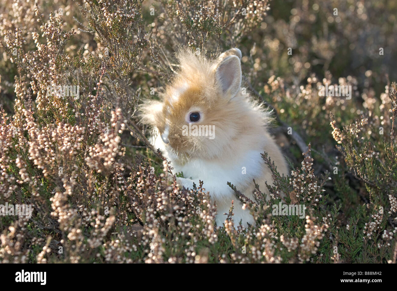 lion-headed dwarf rabbit in heath Stock Photo - Alamy