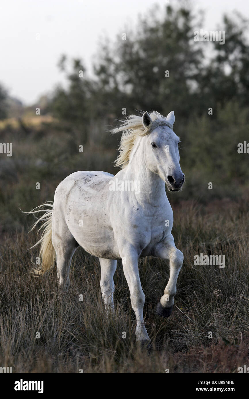 Single white horse hi-res stock photography and images - Alamy