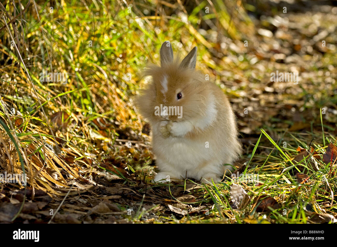 lion-headed dwarf rabbit preening itself Stock Photo - Alamy