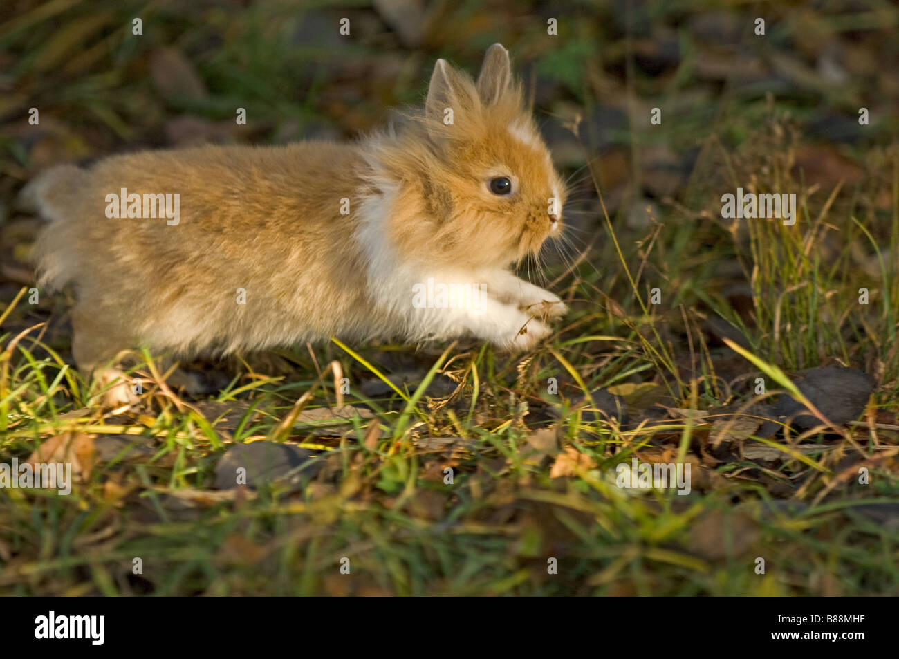 lion-headed dwarf rabbit on meadow Stock Photo - Alamy