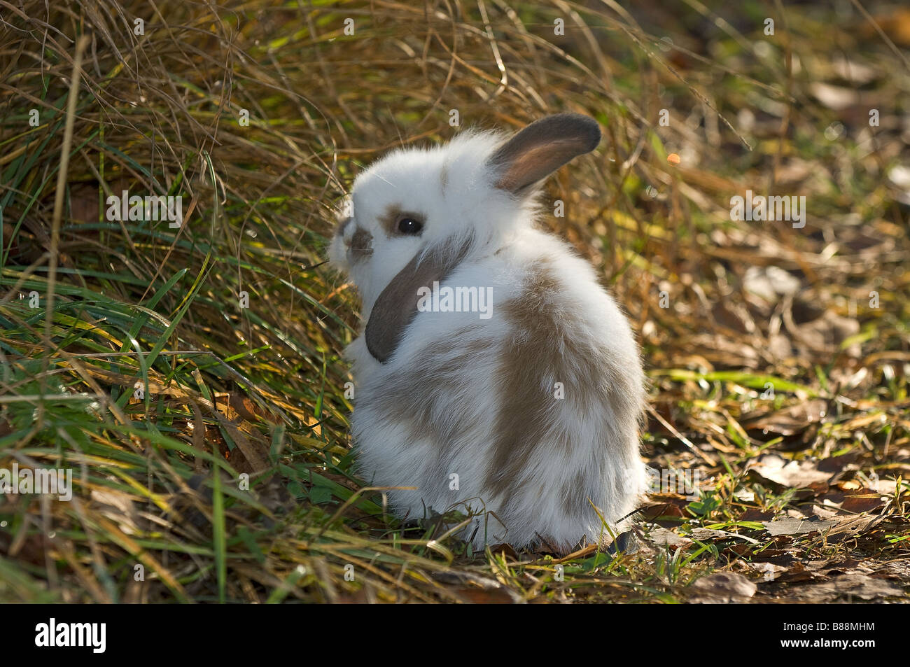 dwarf rabbit on meadow Stock Photo - Alamy