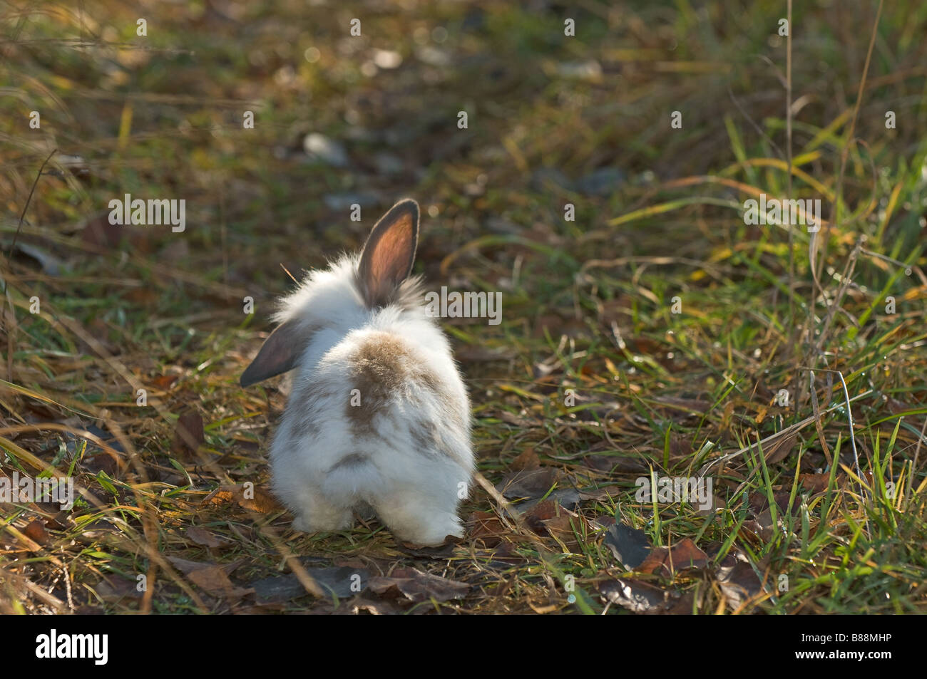 dwarf rabbit on meadow Stock Photo - Alamy