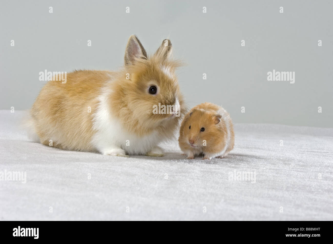 animal friendship : lion-headed dwarf rabbit and Golden hamster Stock ...