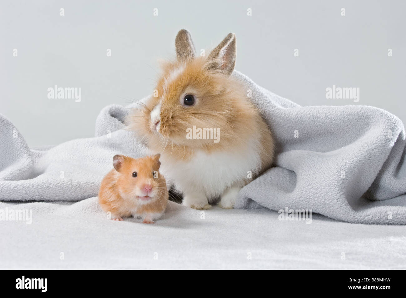 animal friendship : lion-headed dwarf rabbit and Golden hamster Stock ...