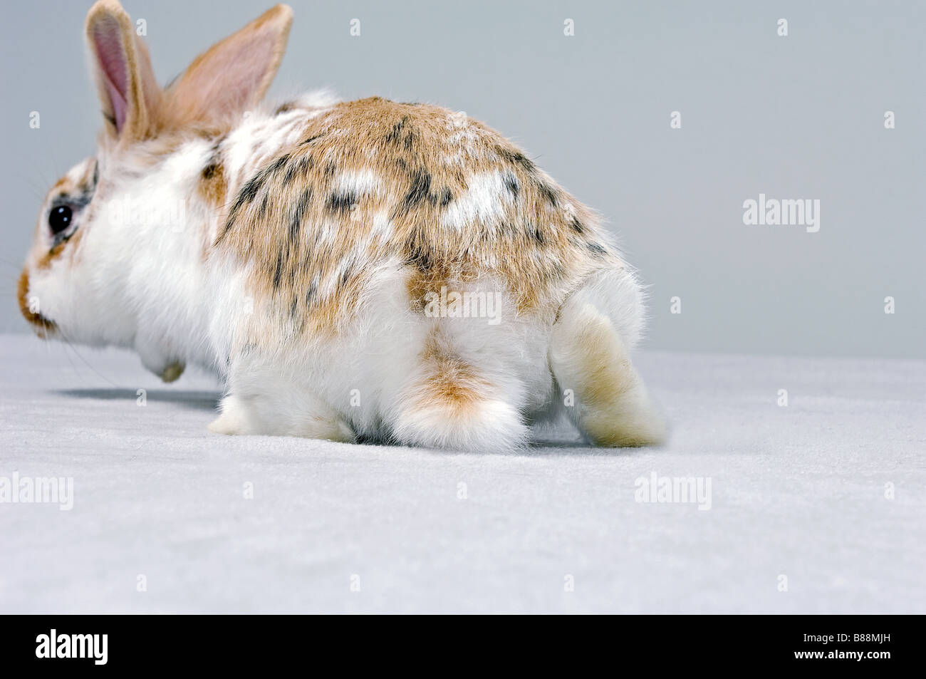 rabbit - cut out Stock Photo - Alamy