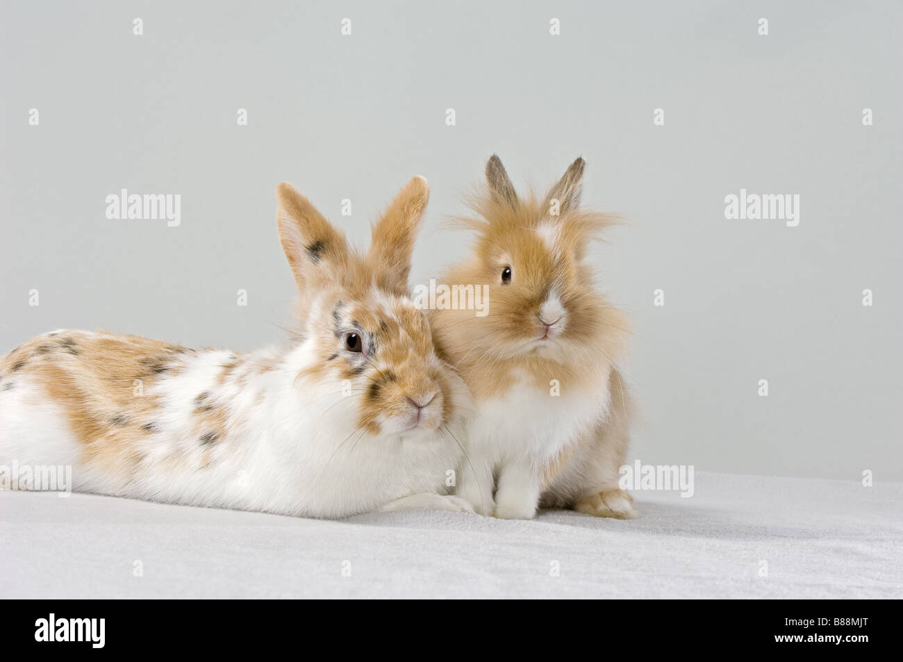 rabbit and lion-headed dwarf rabbit Stock Photo - Alamy