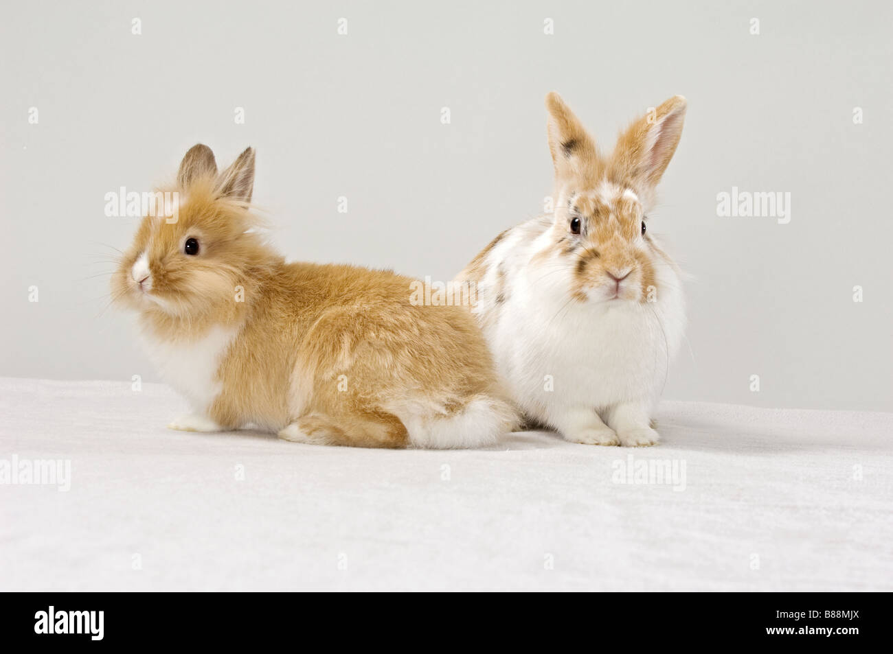 rabbit and lion-headed dwarf rabbit Stock Photo - Alamy