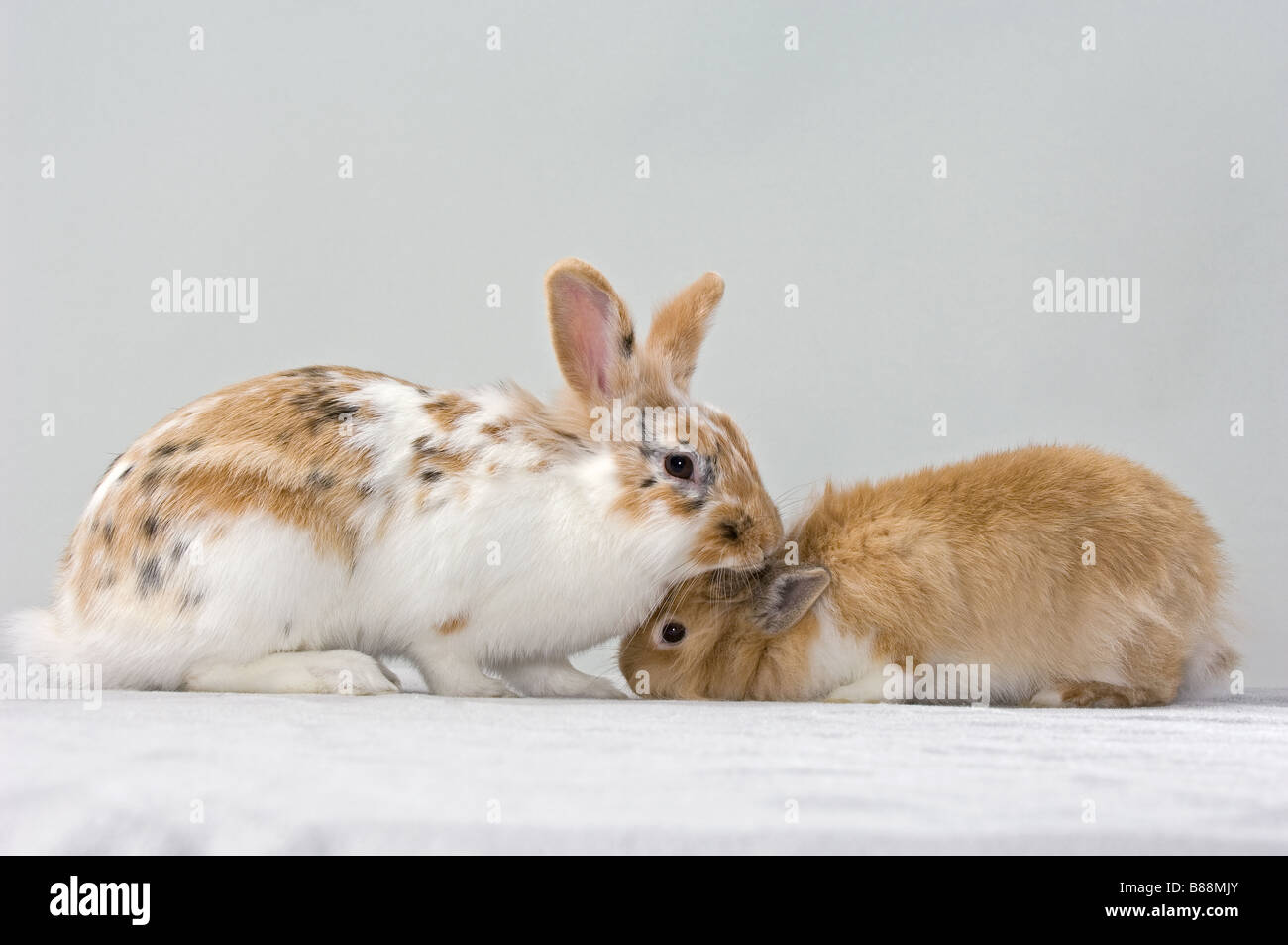 rabbit and lion-headed dwarf rabbit Stock Photo - Alamy