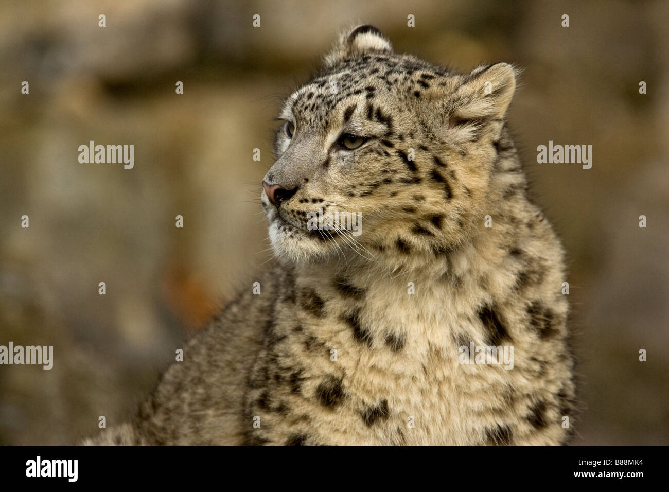 Profile of a snow leopard (captive Stock Photo - Alamy