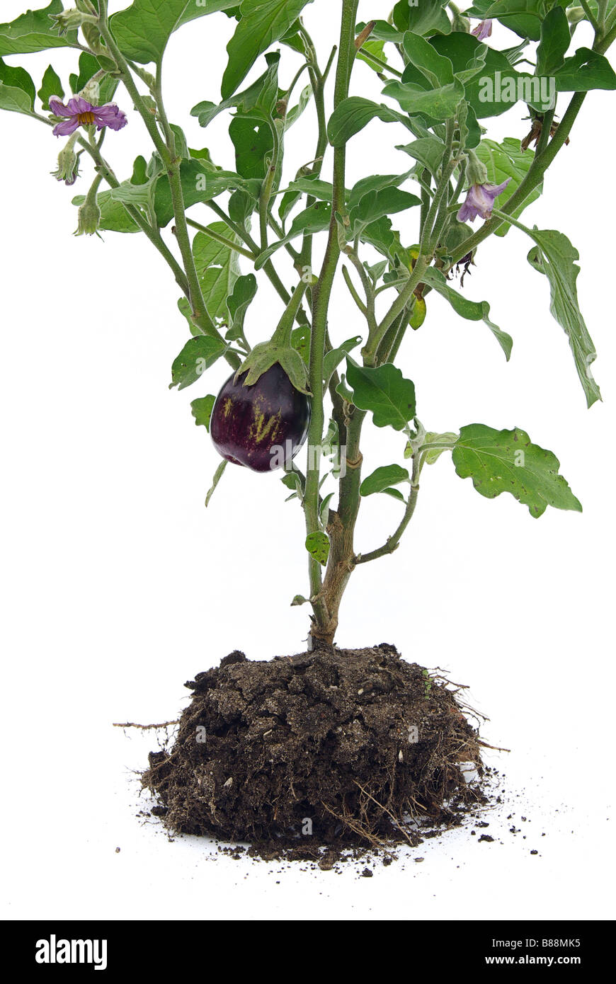 Aubergine plant hi-res stock photography and images - Alamy
