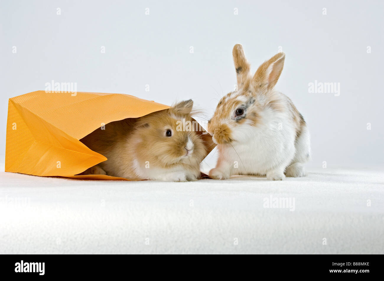 rabbit and lion-headed dwarf rabbit Stock Photo - Alamy