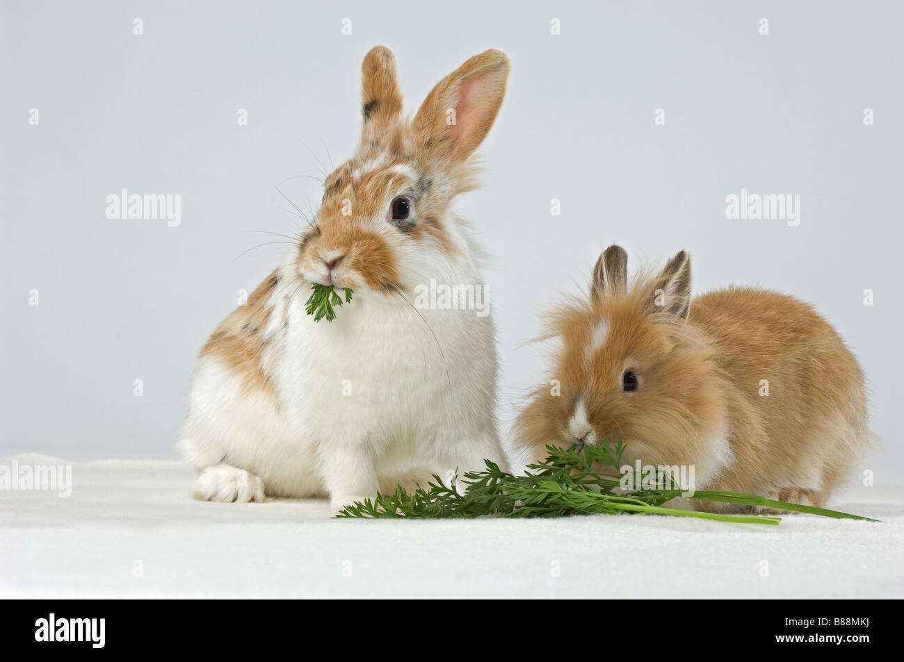 rabbit and lion-headed dwarf rabbit - munching Stock Photo - Alamy