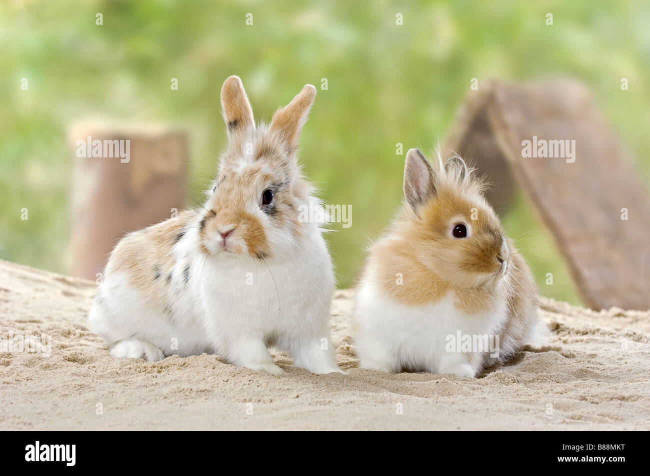 rabbit and lion-headed dwarf rabbit Stock Photo - Alamy